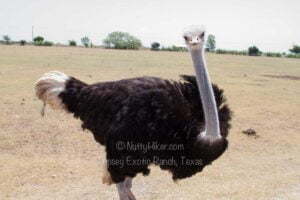 Topsey Exotic Ranch & Drive Thru Safari, Texas | Nutty Hiker